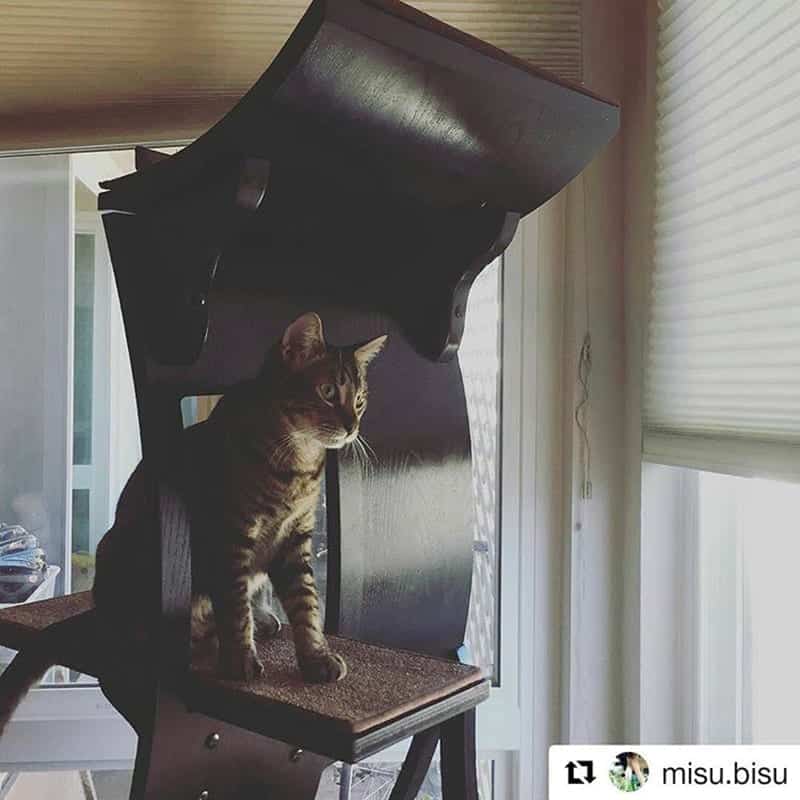 Lotus Cat Tower: A Zen Cat Tree of Modern Design | The Refined Feline