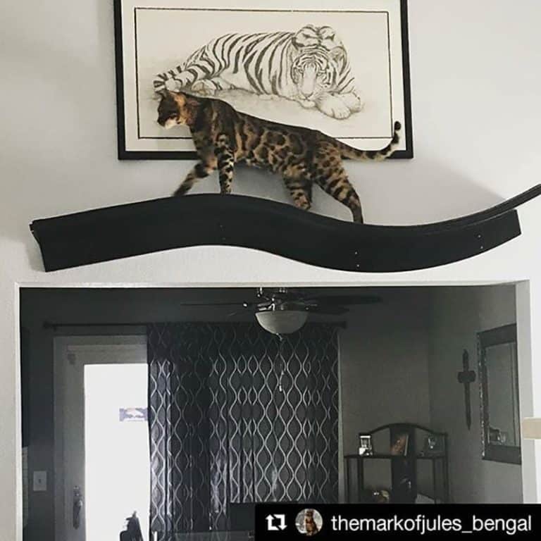 Cat Furniture Customer Photos | The Refined Feline