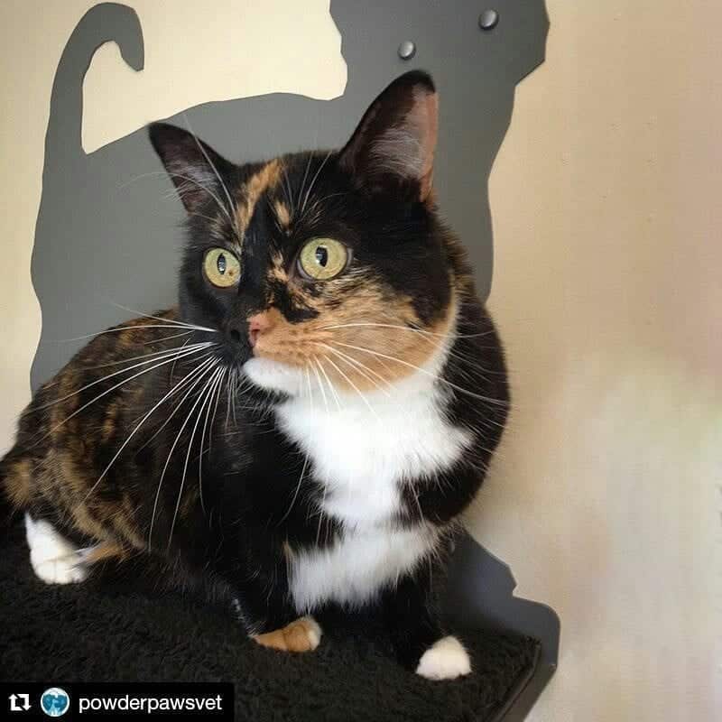 Cat Furniture Customer Photos | The Refined Feline