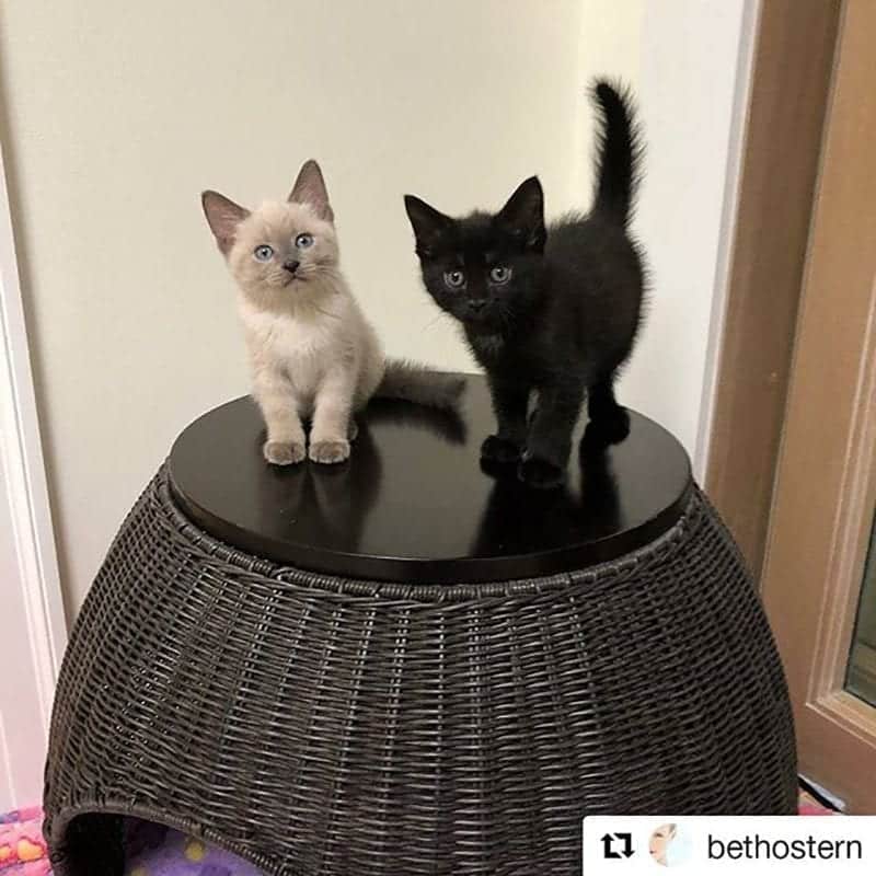 Cat Igloo: The Igloo Cat Bed Deluxe - Bed & Side Table | The Refined Feline