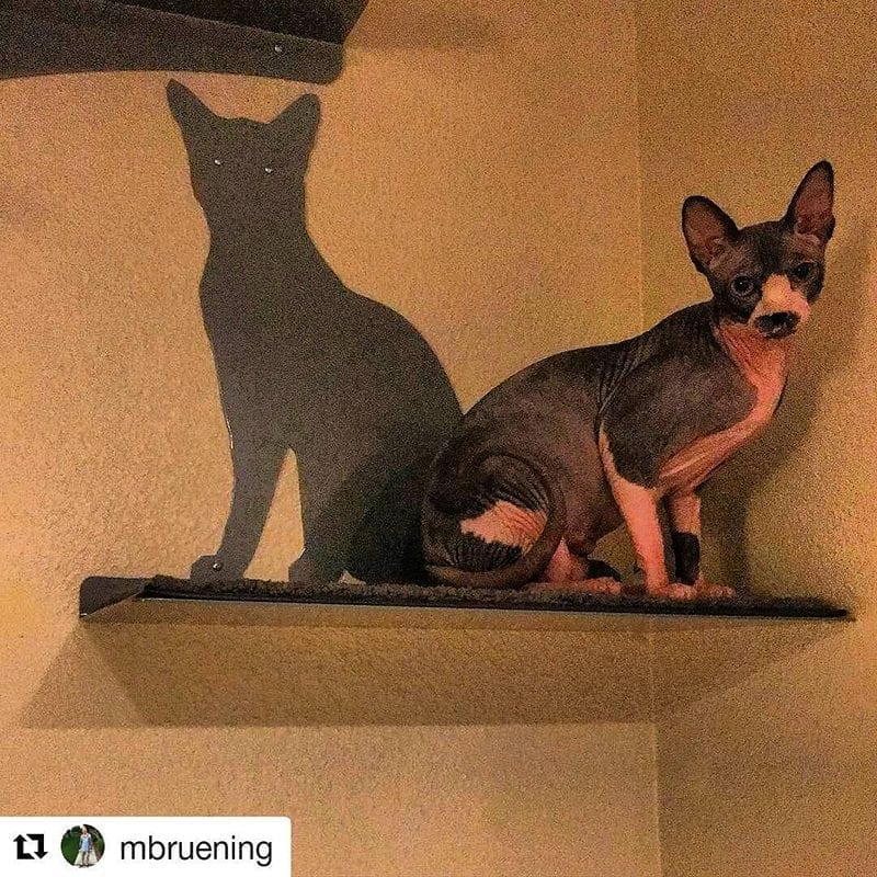 Cat Furniture Customer Photos | The Refined Feline