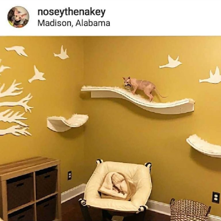 Cat Furniture Customer Photos | The Refined Feline