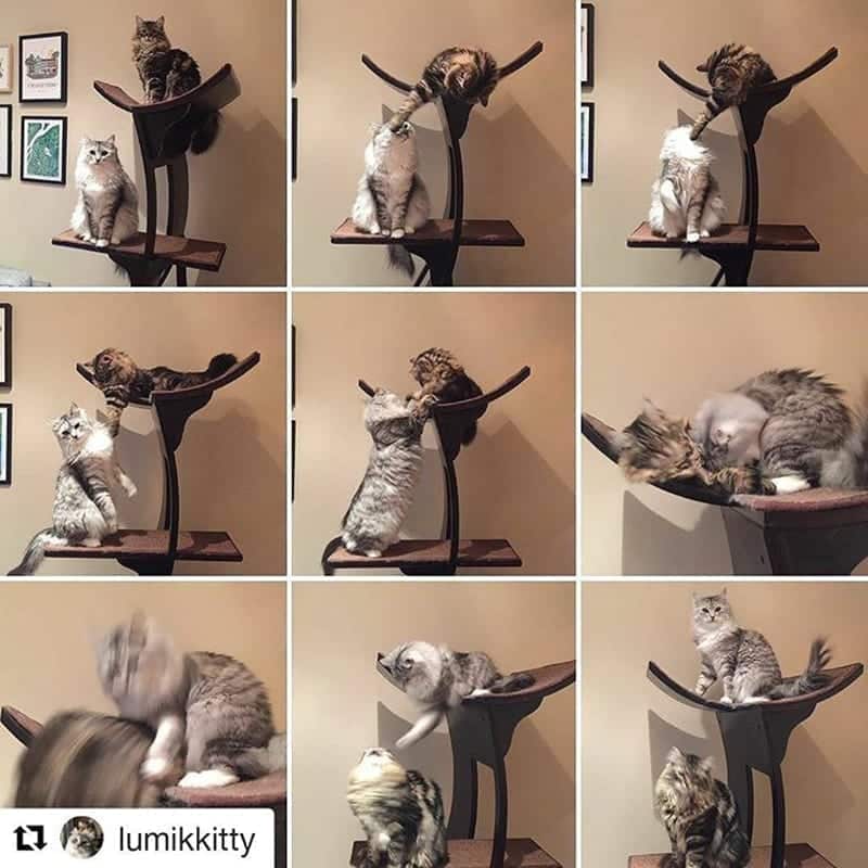 Lotus Cat Tower: A Zen Cat Tree of Modern Design | The Refined Feline