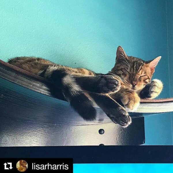 Cat Furniture Customer Photos | The Refined Feline