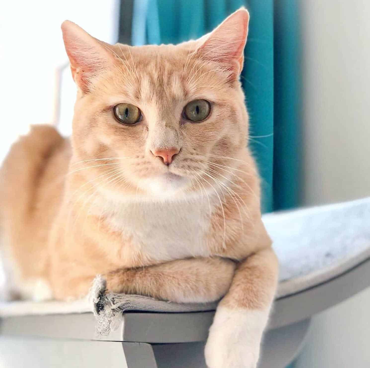 Lotus Cat Tower: A Zen Cat Tree of Modern Design | The Refined Feline