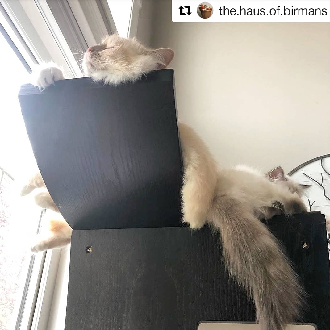 Lotus Cat Tower: A Zen Cat Tree of Modern Design | The Refined Feline