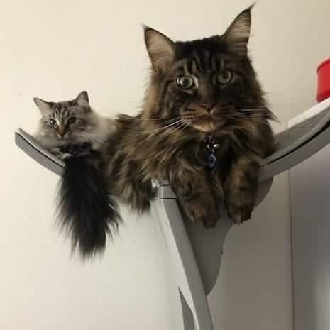 Lotus Cat Tower: A Zen Cat Tree of Modern Design | The Refined Feline