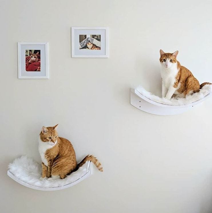 Lotus Leaf Cat Shelf | Cat Wall Shelves to Curl Into | The Refined Feline