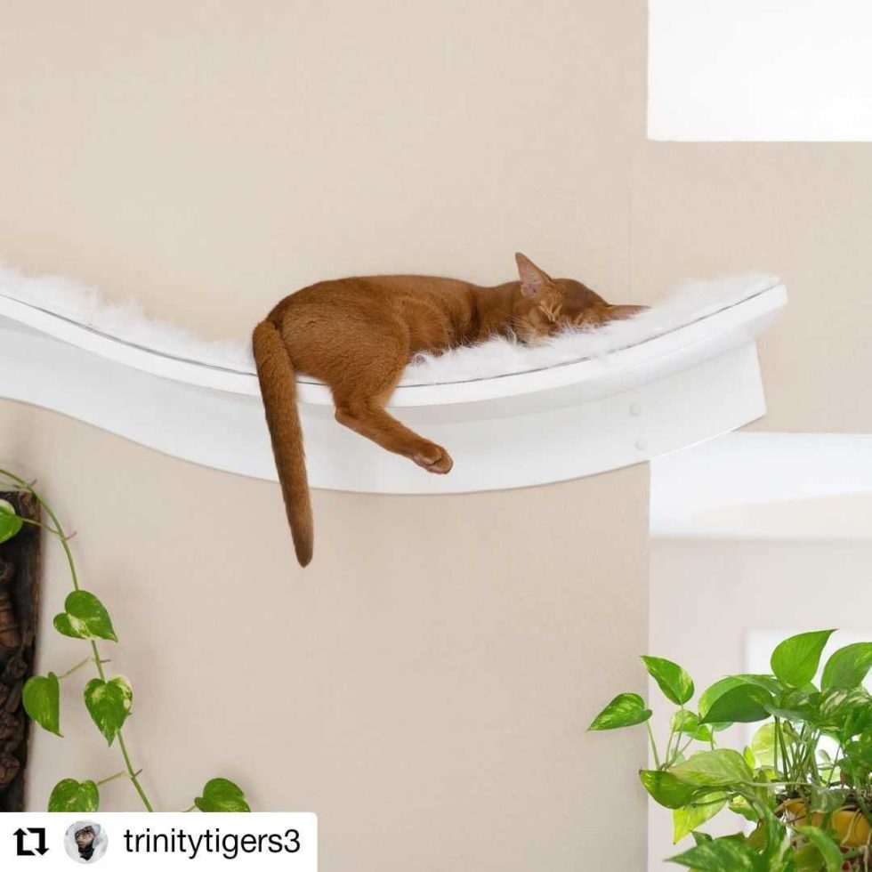 Cat Furniture Customer Photos | The Refined Feline