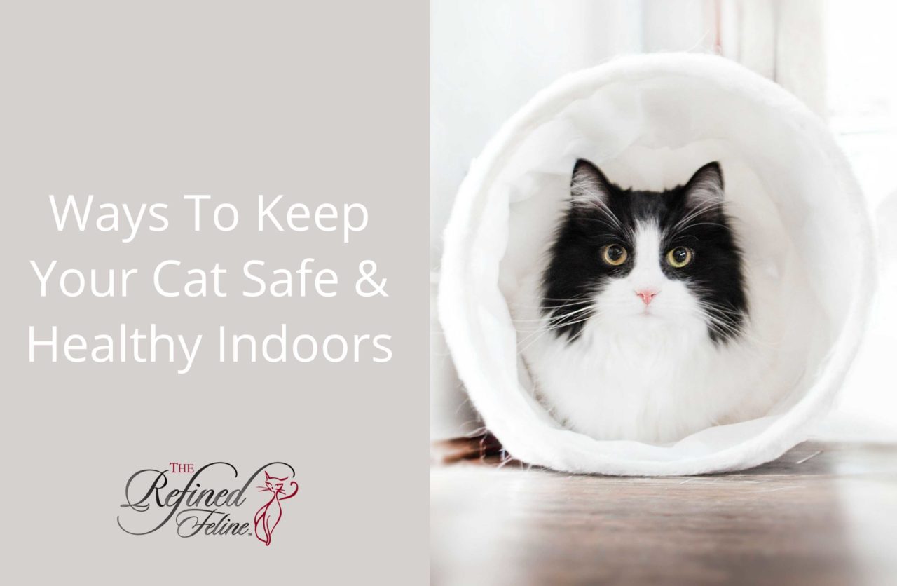 Ways To Keep Your Cat Safe and Healthy Indoors | The Refined Feline