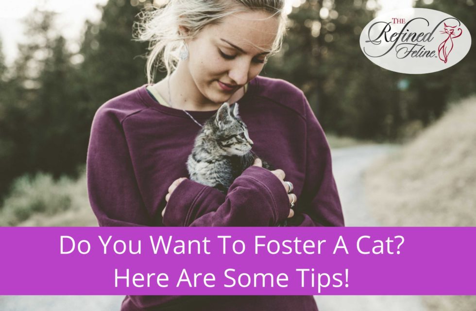 Do You Want To Foster a Cat? Here Are Some Tips! | The Refined Feline