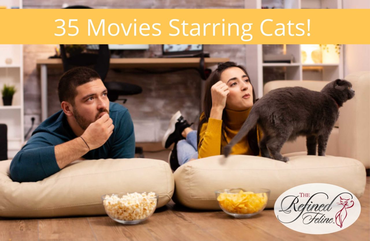 Grab the popcorn! Here's 35 Movies Starring Cats! - The Refined Feline