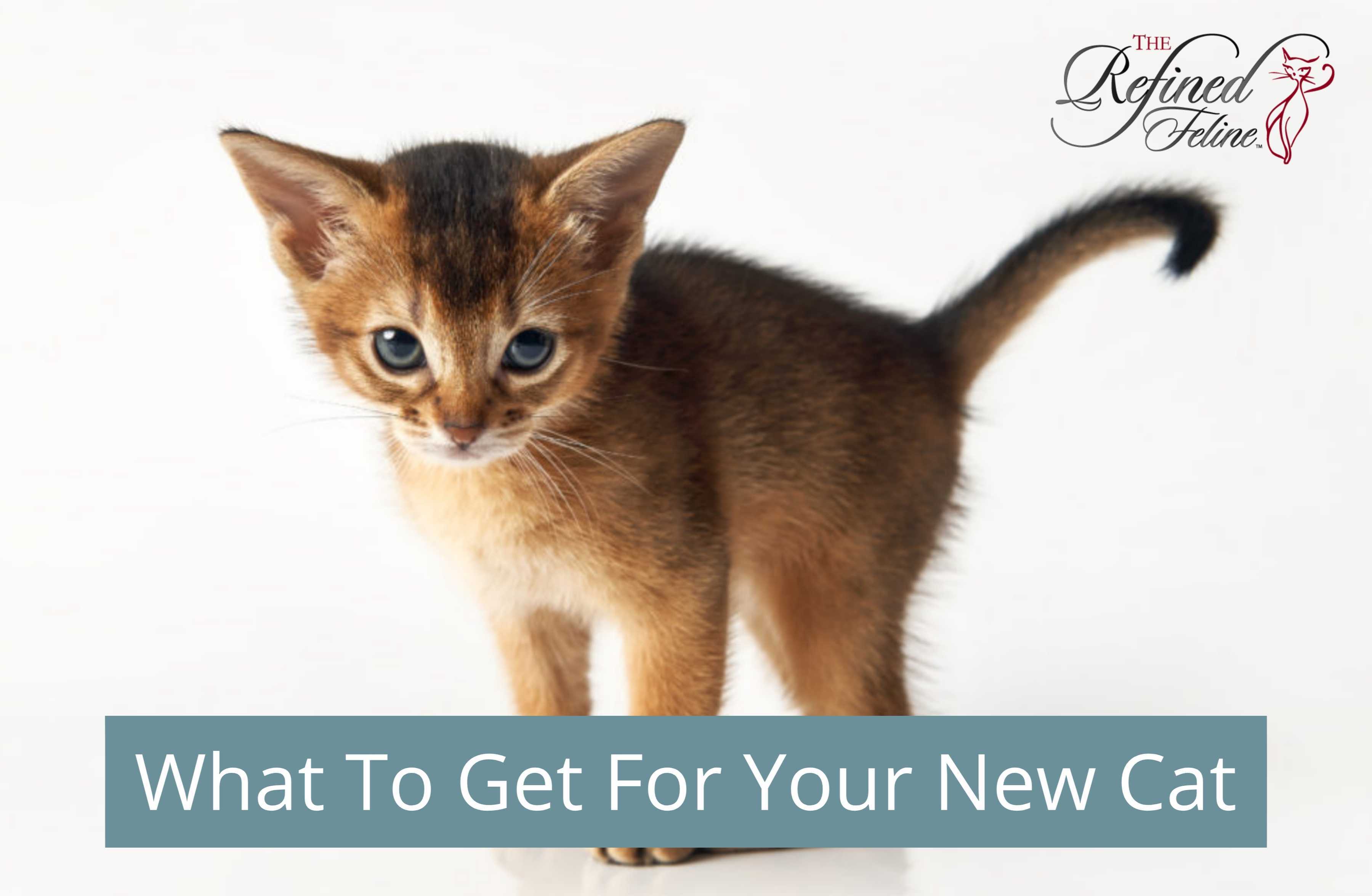What To Get for Your New Cat - Essential Items - The Refined Feline