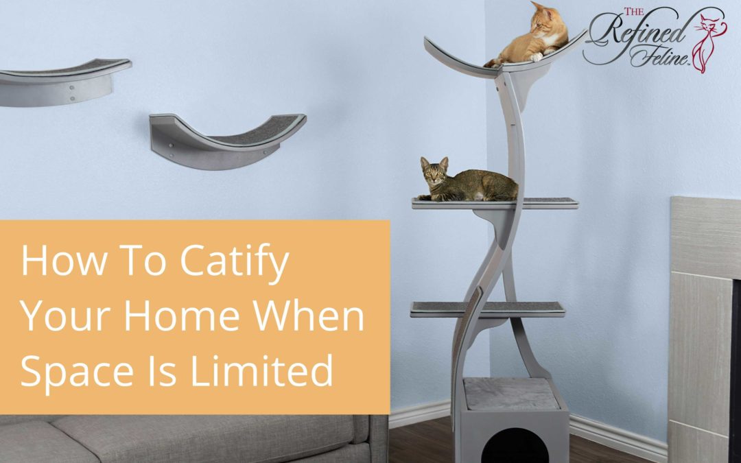 How to Catify Your Home When Space is Limited - The Refined Feline
