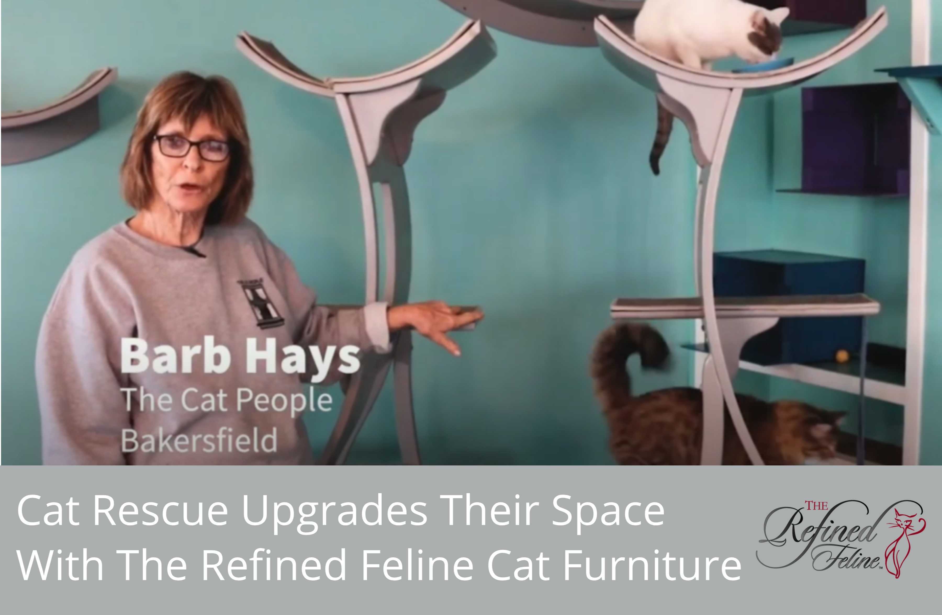 Cat Rescue Upgrades Their Space with Cat Furniture | The Refined Feline