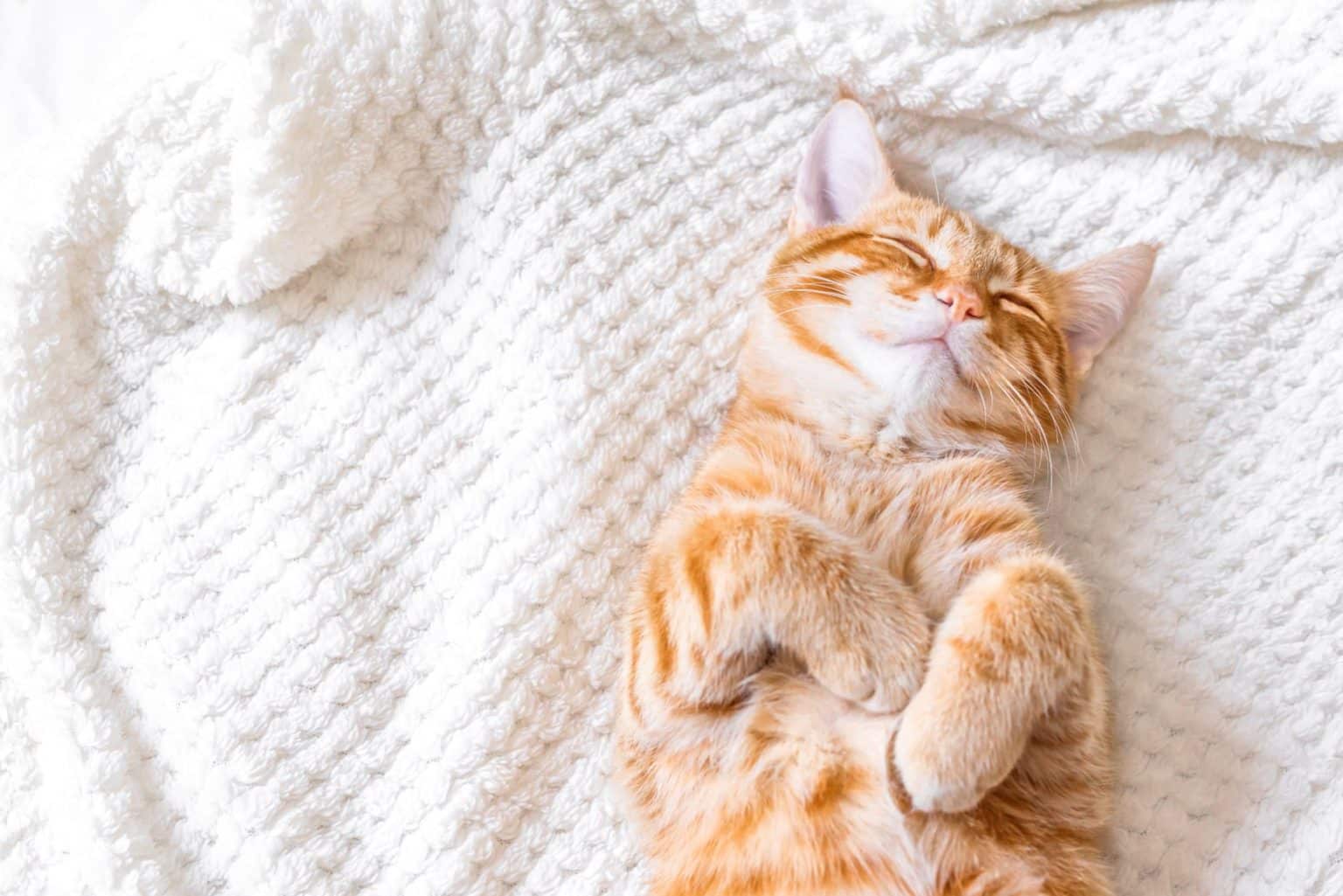 5 Health Benefits of Owning a Cat - The Refined Feline