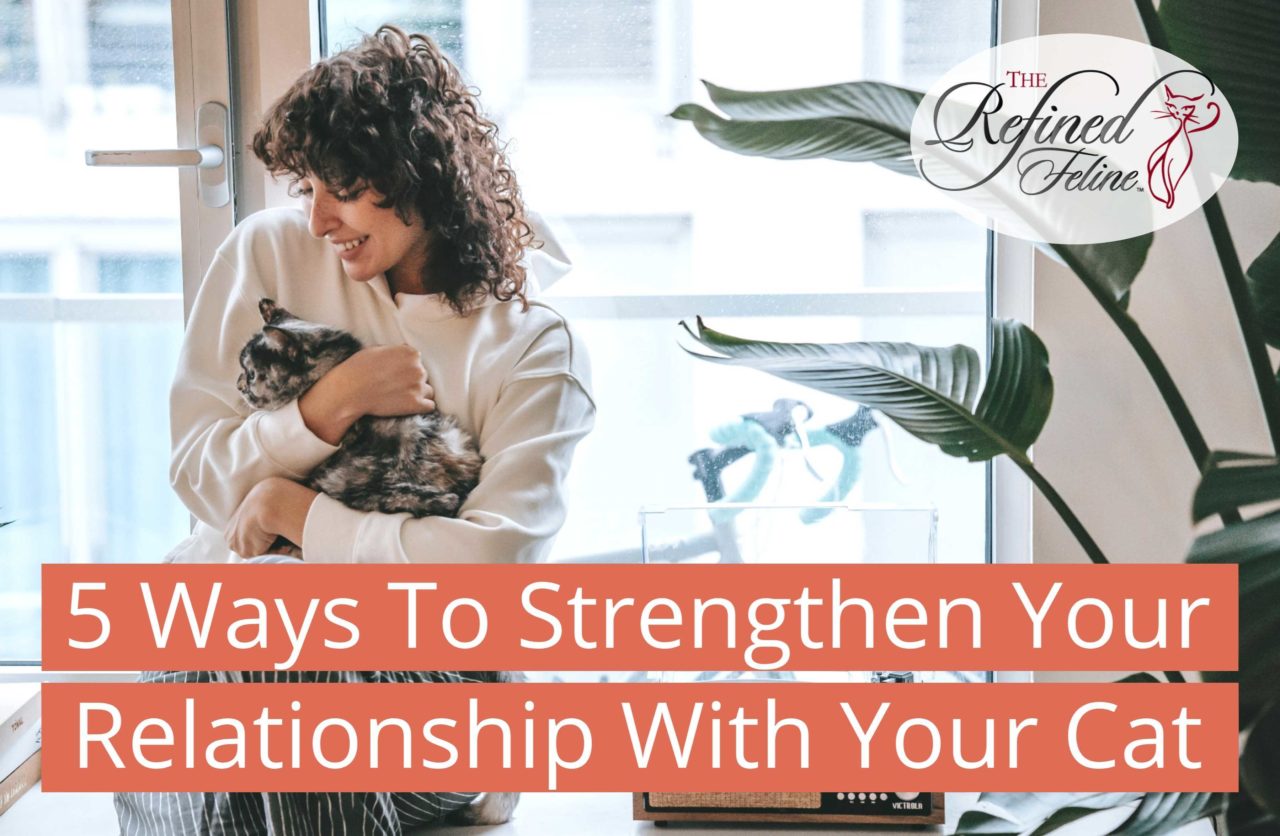 Strengthen Your Relationship With Your Cat - 5 Ways - The Refined Feline