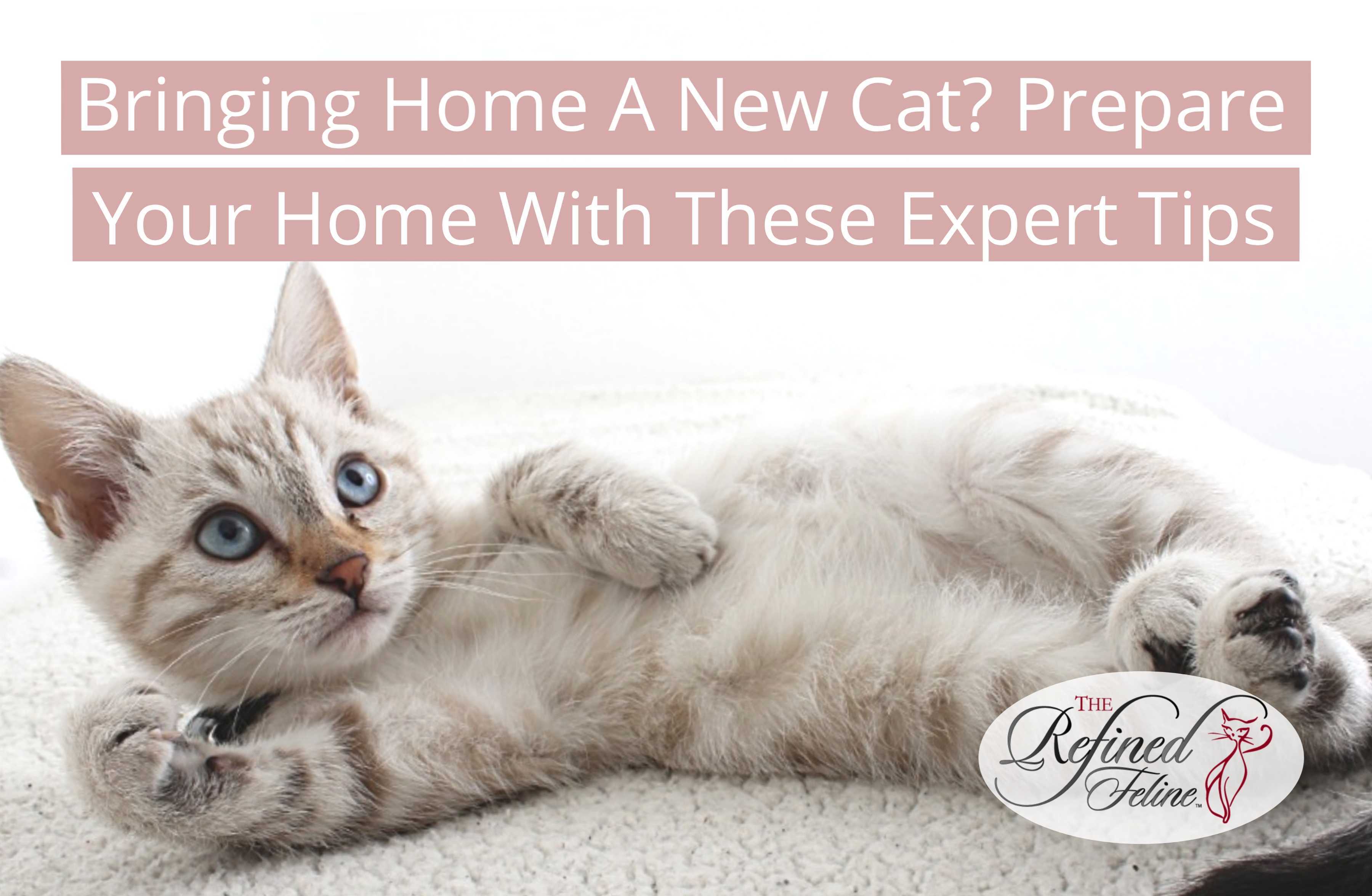 Bringing Home A New Cat? Prepare Your Home - The Refined Feline