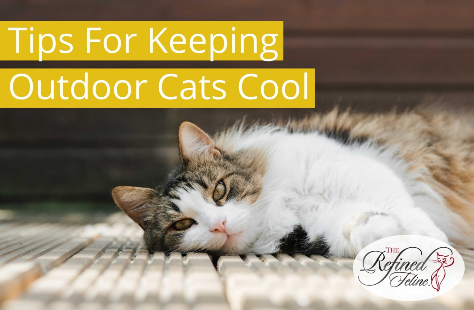 How to Keep Your Cats Cool in Summer | The Refined Feline