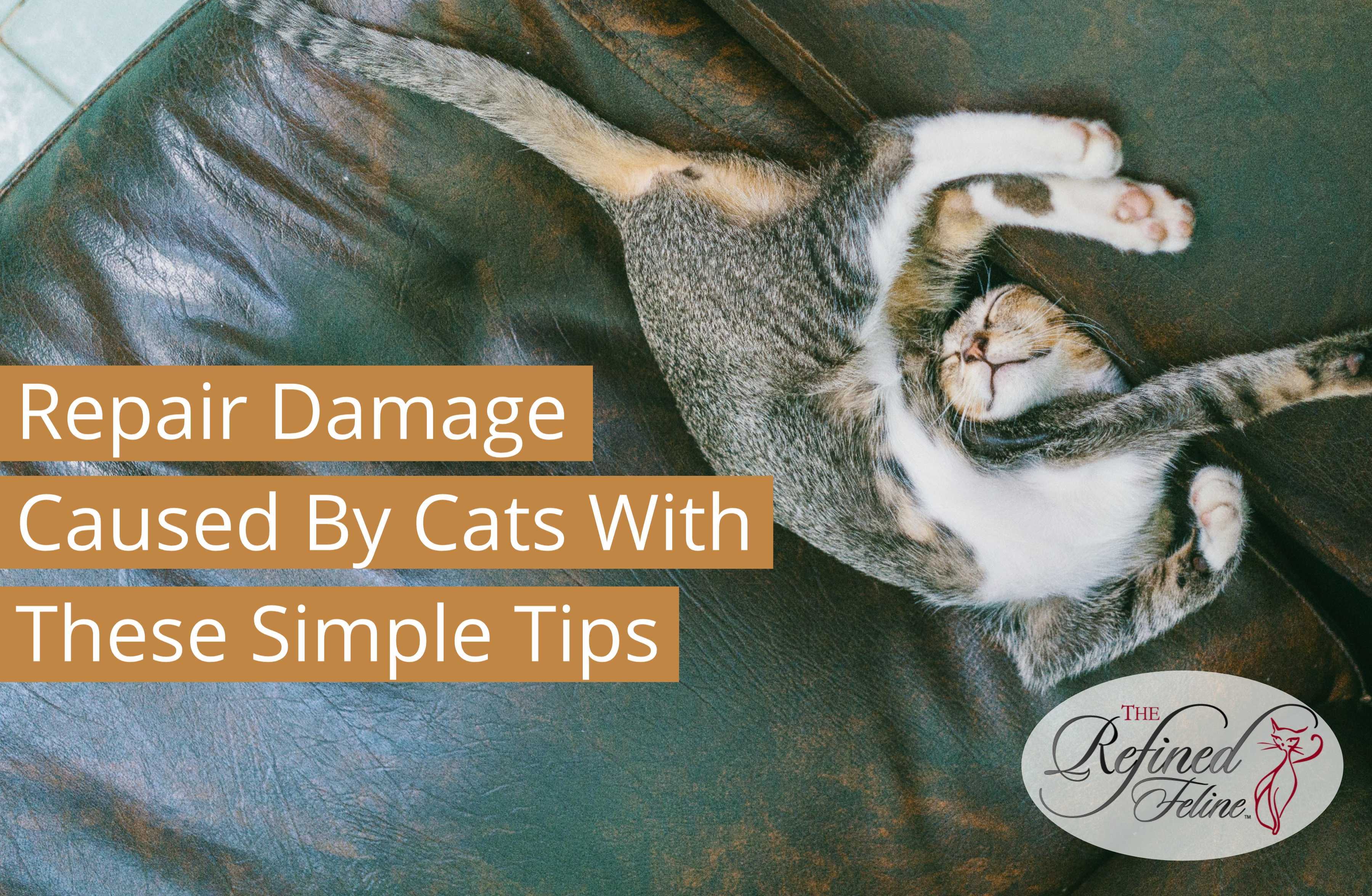 Repair Damage Caused By Cats With These Tips - The Refined Feline