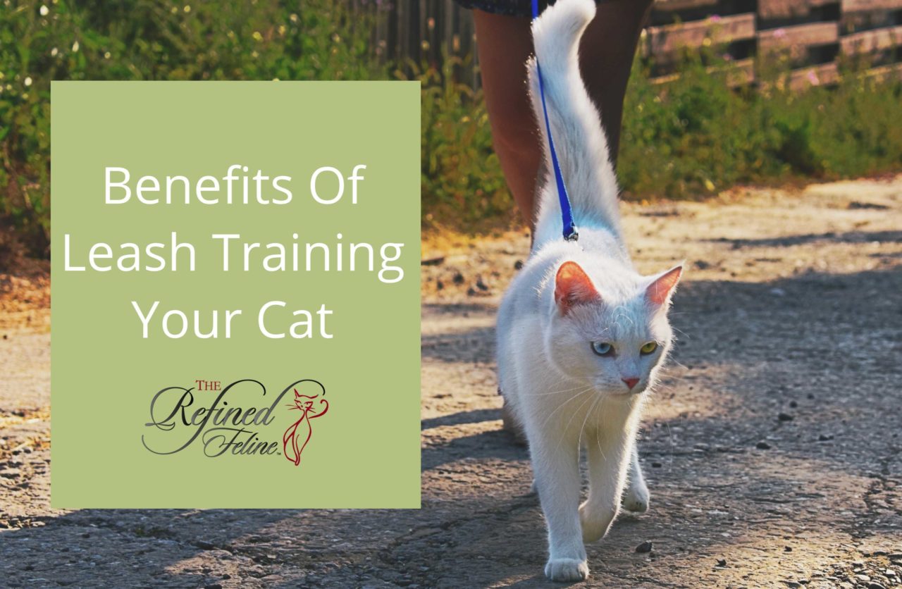 Benefits Of Leash Training Your Cat - The Refined Feline