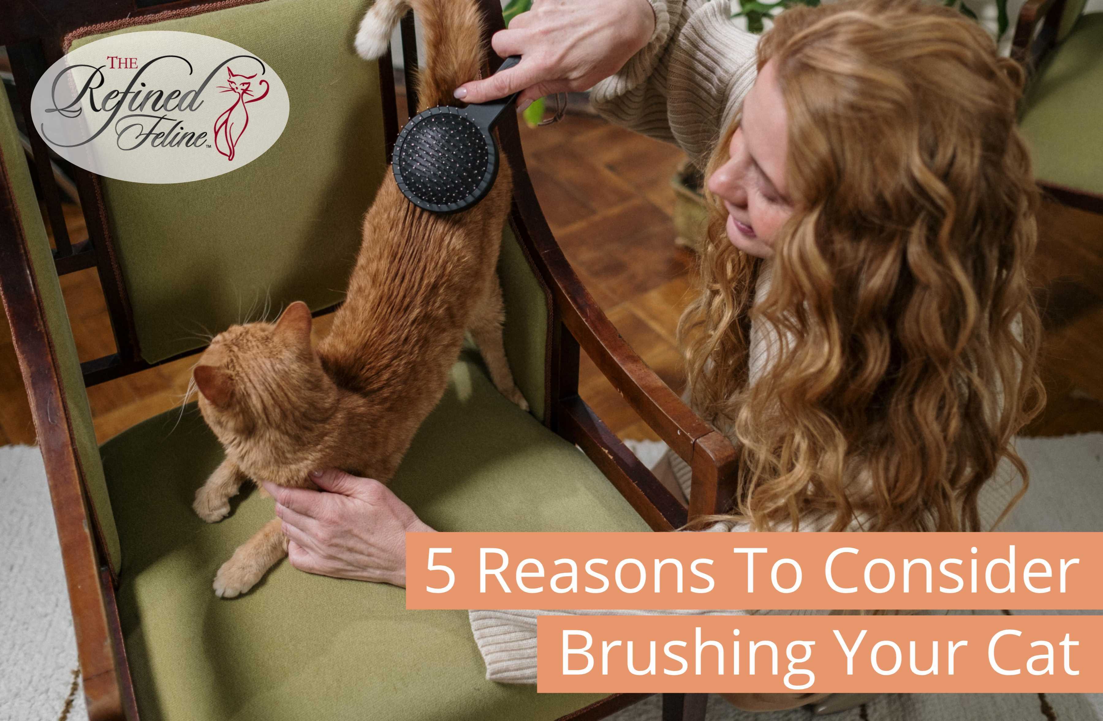 5 Reasons To Consider Brushing Your Cat - The Refined Feline 5 Reasons To Consider Brushing Your Cat - The Refined Feline