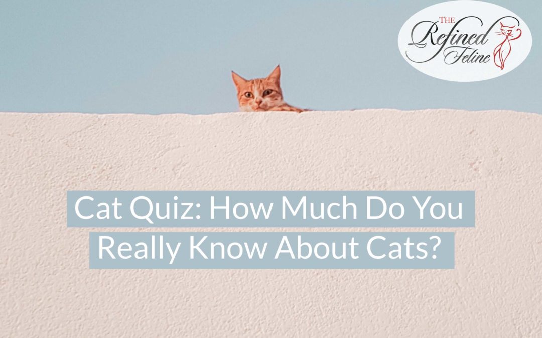 Cat Quiz: How Much Do You Really Know About Cats?