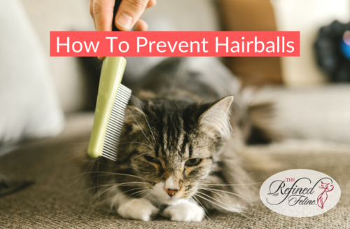 How To Prevent Hairballs - The Refined Feline