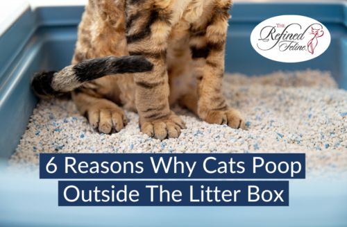 Reasons Why Cats Poop Outside the Litter Box - The Refined Feline