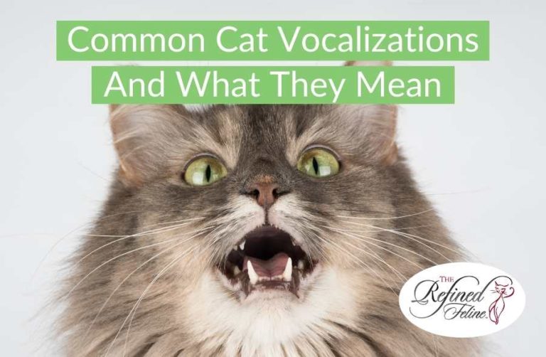 Common Cat Sounds and What Your Cat Is Trying to Say