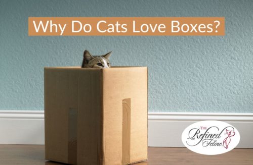 Why Do Cats Love Boxes? - The Refined Feline