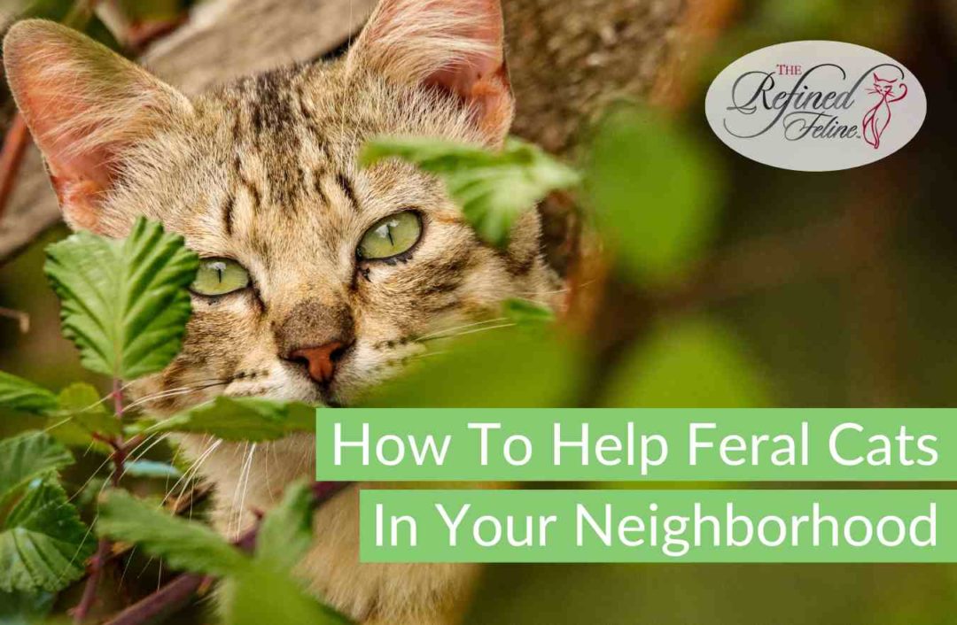 How To Help Feral Cats In Your Neighborhood - The Refined Feline