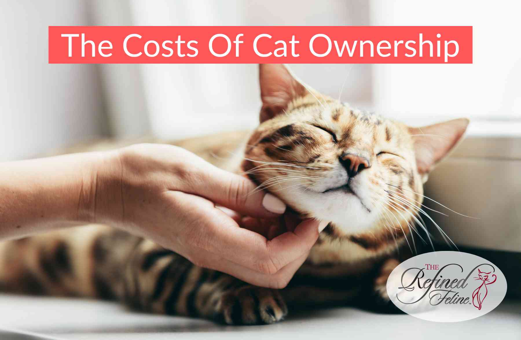 The Costs of Cat Ownership - The Refined Feline