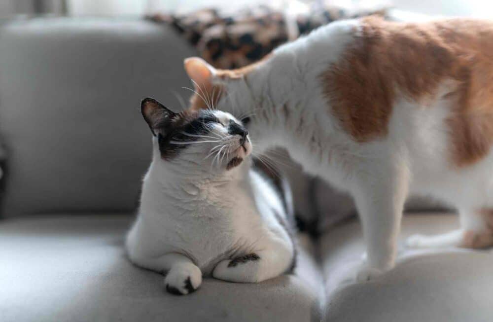 Enhance Your Cat's Lifestyle: A Guide to Feline Well-Being