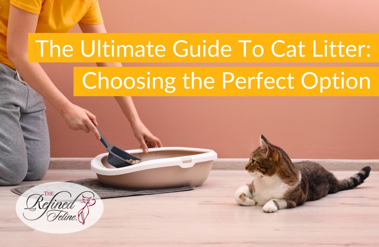 Choosing the Right Cat Litter: A Complete Guide - The Refined Feline