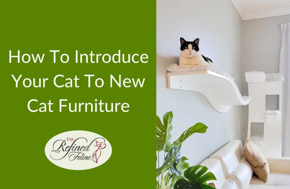 How To Introduce Your Cats To New Cat Furniture - The Refined Feline