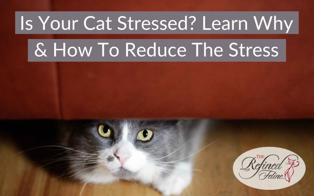 Is Your Cat Stressed? Learn Why & How to Reduce the Stress - The ...