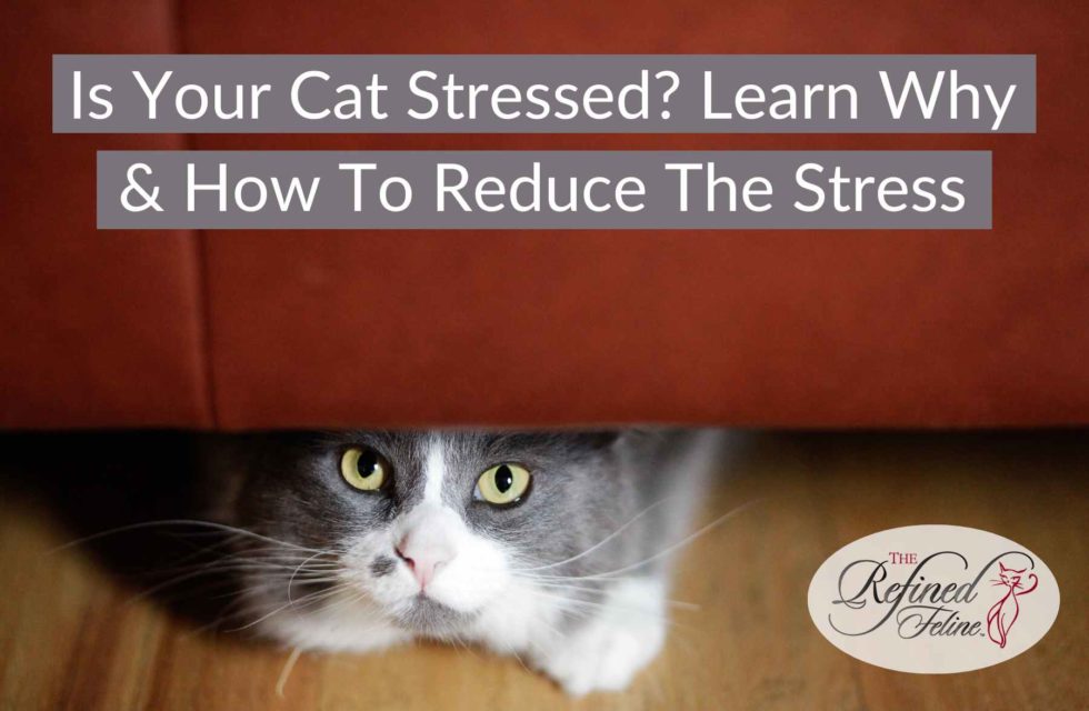 How to Spot & Reduce Your Cat’s Stress - The Refined Feline