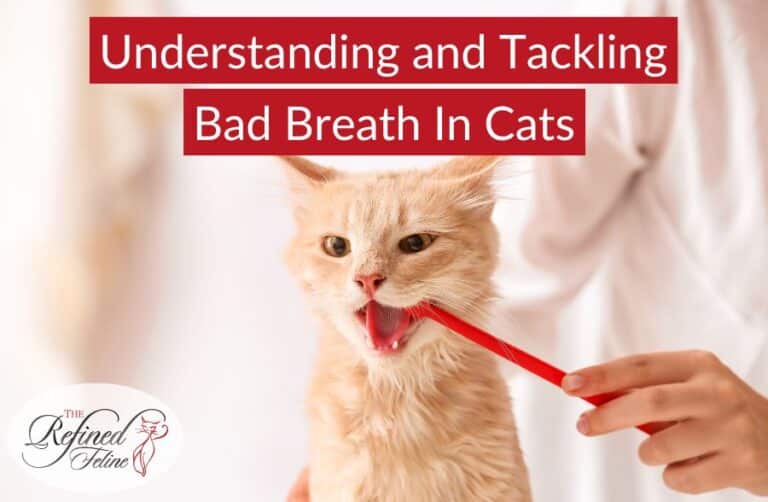 Understanding and Tackling Bad Breath In Cats - The Refined Feline