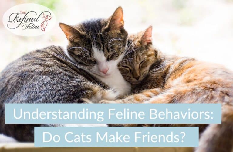 Understanding Feline Behaviors: Do Cats Make Friends? - The Refined Feline