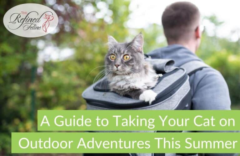Guide to Outdoor Cat Adventures This Summer