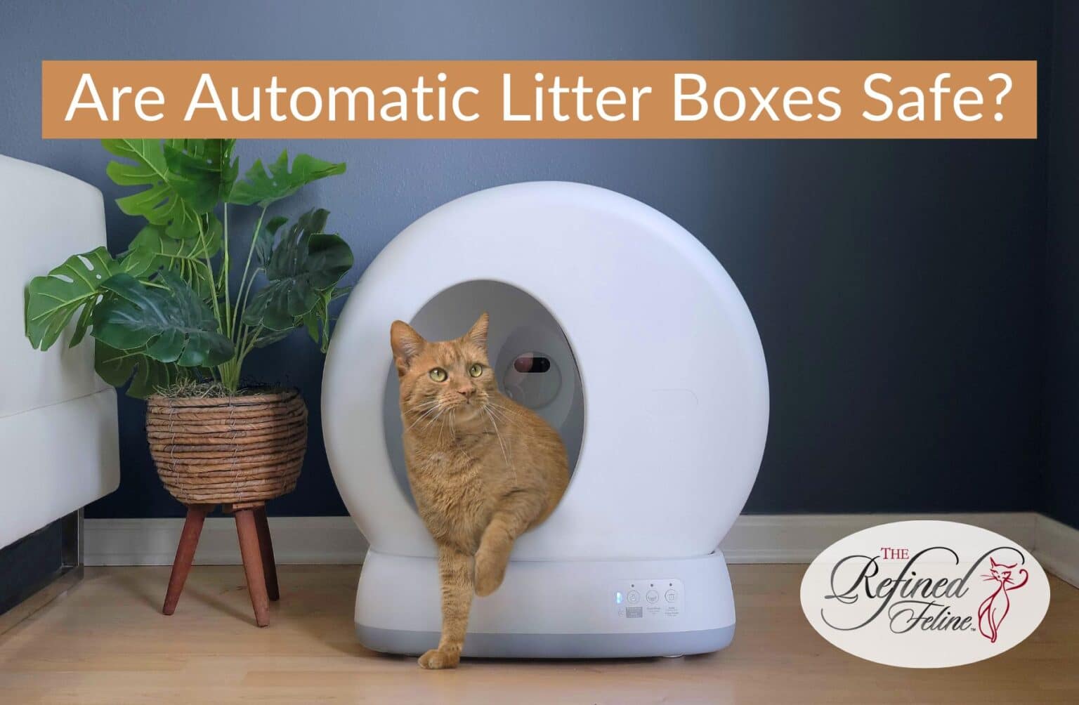 Are Automatic Litter Boxes Safe? - The Refined Feline