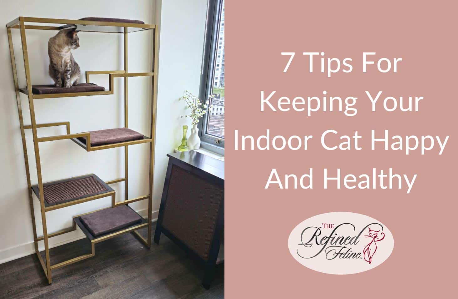 7 Tips For Keeping Your Indoor Cat Happy and Healthy - The Refined Feline