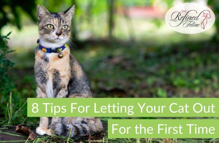 8 Tips For Letting Your Cat Out For the First Time - The Refined Feline