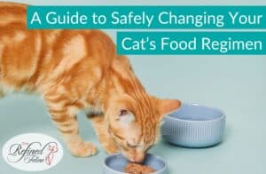 A Guide To Safely Changing Your Cat's Food Regimen - The Refined Feline