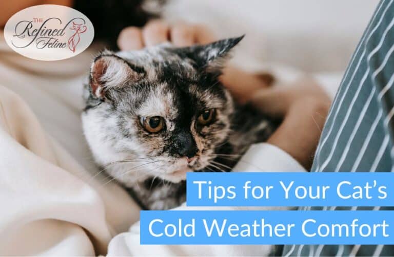 Tips for Your Cat's Cold Weather Comfort - The Refined Feline