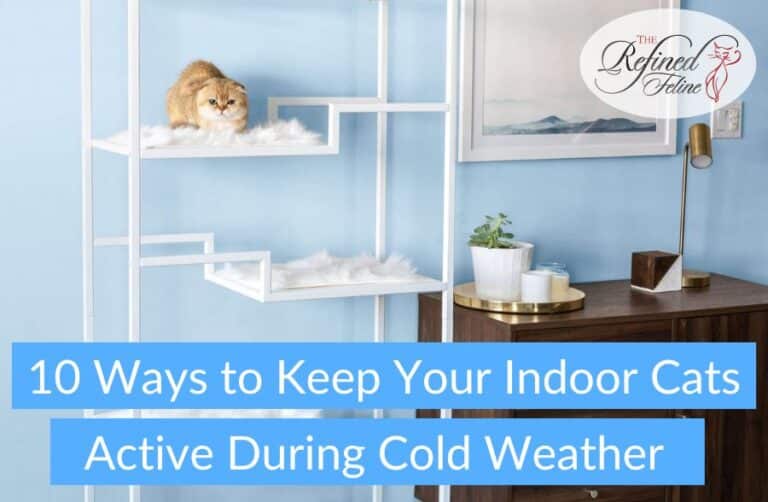 10 Ways to Keep Indoor Cats Active During Cold Weather - The Refined Feline