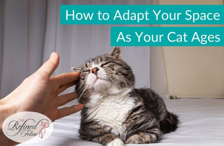 How to Adapt Your Space as Your Cat Ages - The Refined Feline