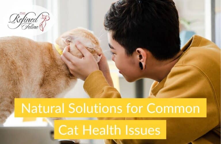 Natural Solutions for Common Cat Health Issues - The Refined Feline