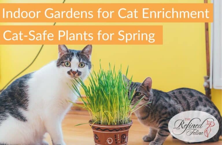 Cat-Safe Plants to Enrich Indoor Gardens - The Refined Feline
